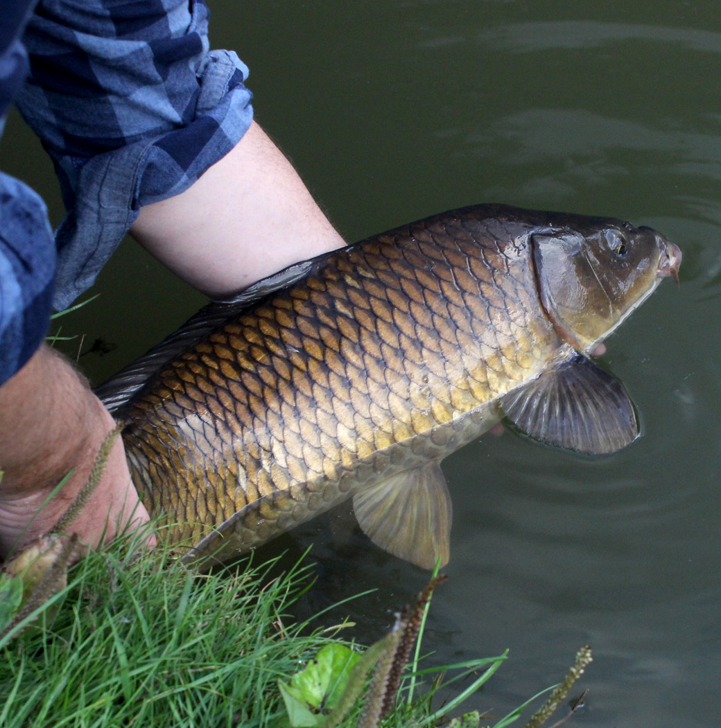 Day Ticket Fishing Doncaster Bank End Fisheries McCallums Fisheries